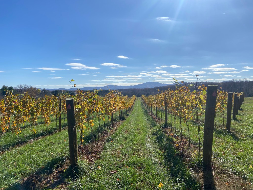 What’s trending in the Virginia? An exploration with five talented ...