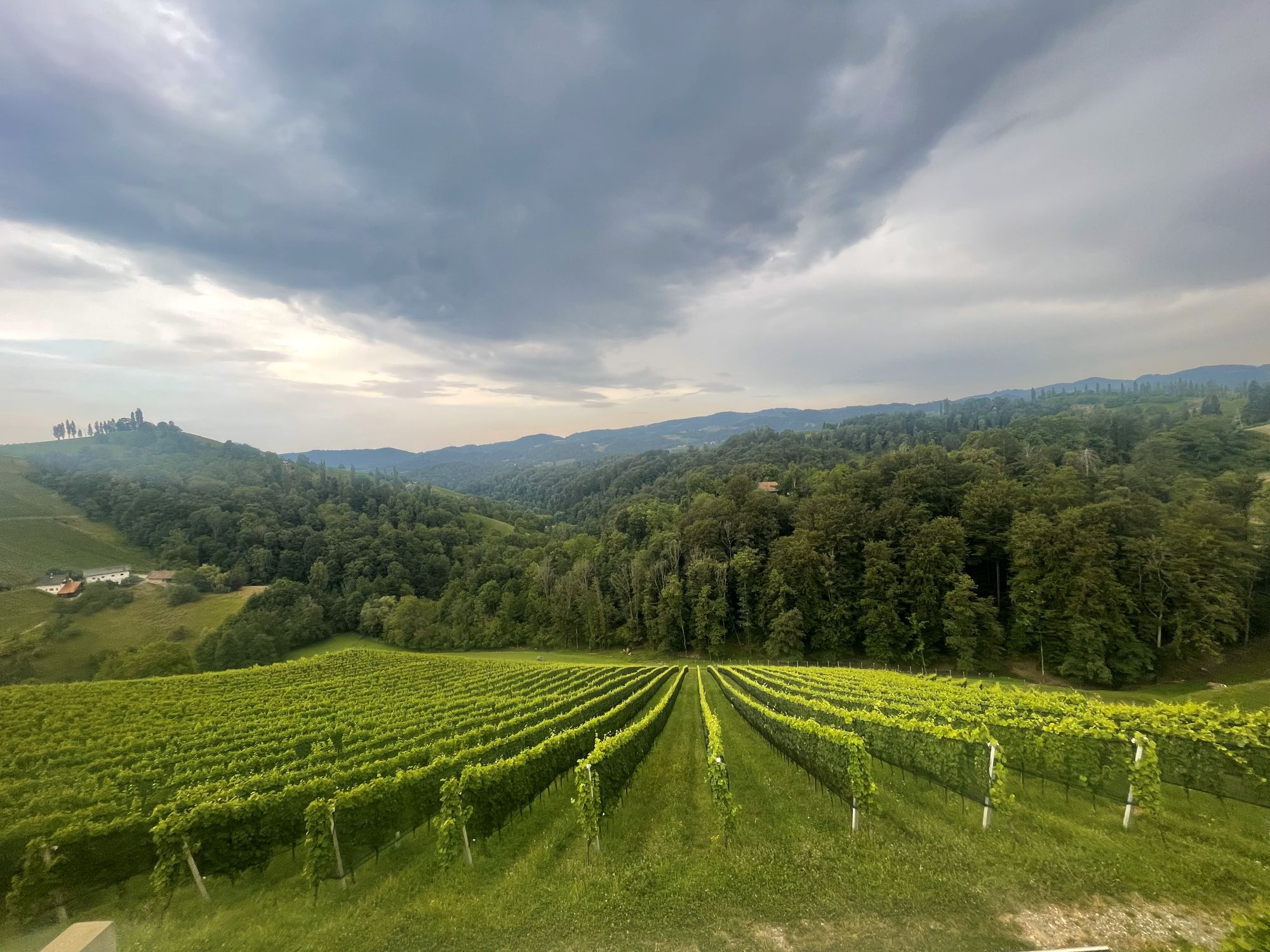 New Generation Disease-Resistant Hybrid Grapes | WanderCurtis Wine